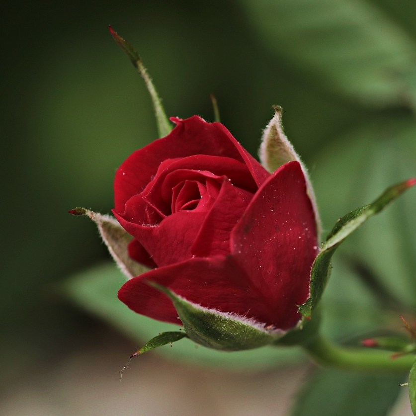 ANA MARIA PARADA DE LEON | Funerales Las Flores