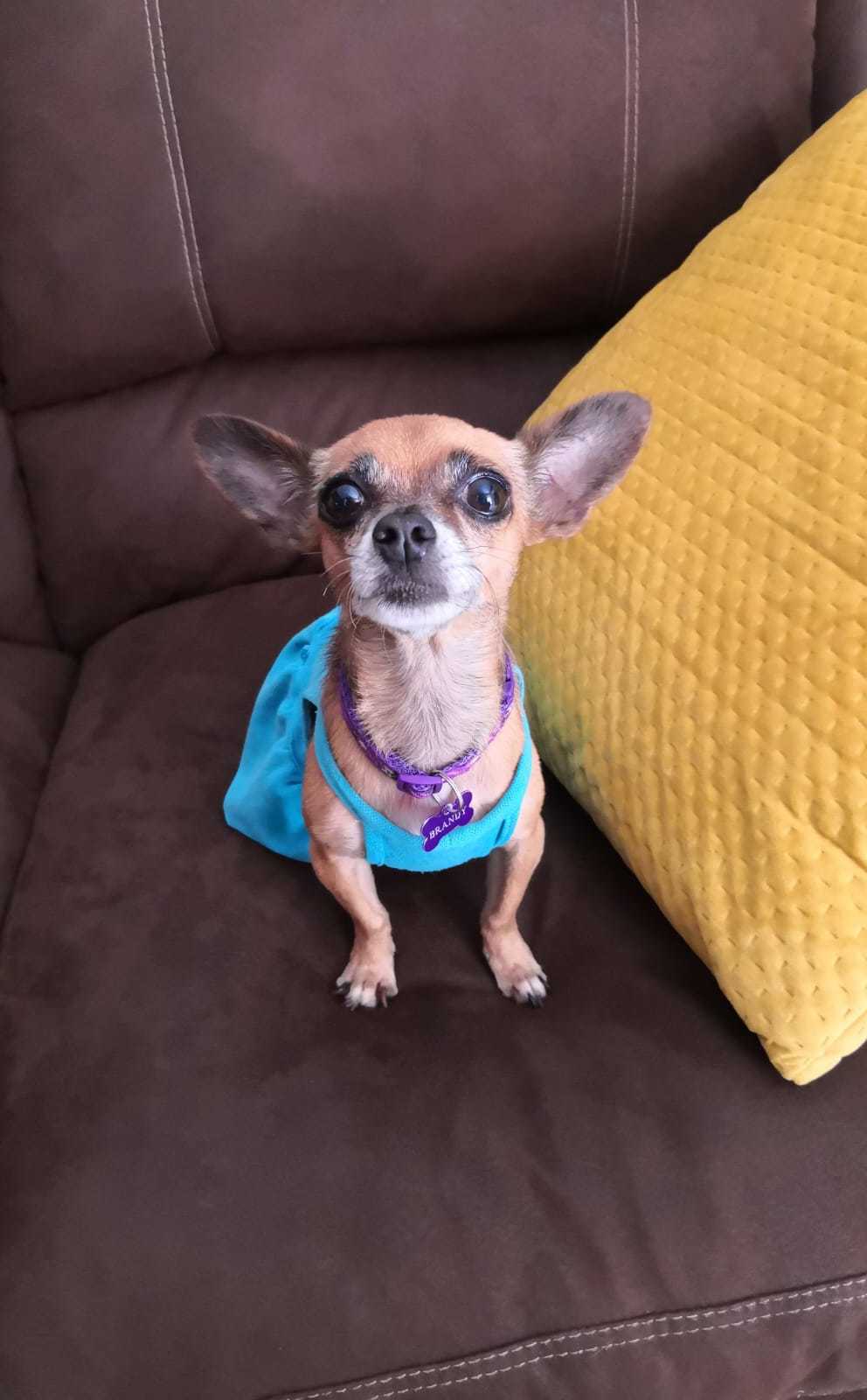 BRANDY MARTINEZ RIOS | Kipets crematorio de mascotas