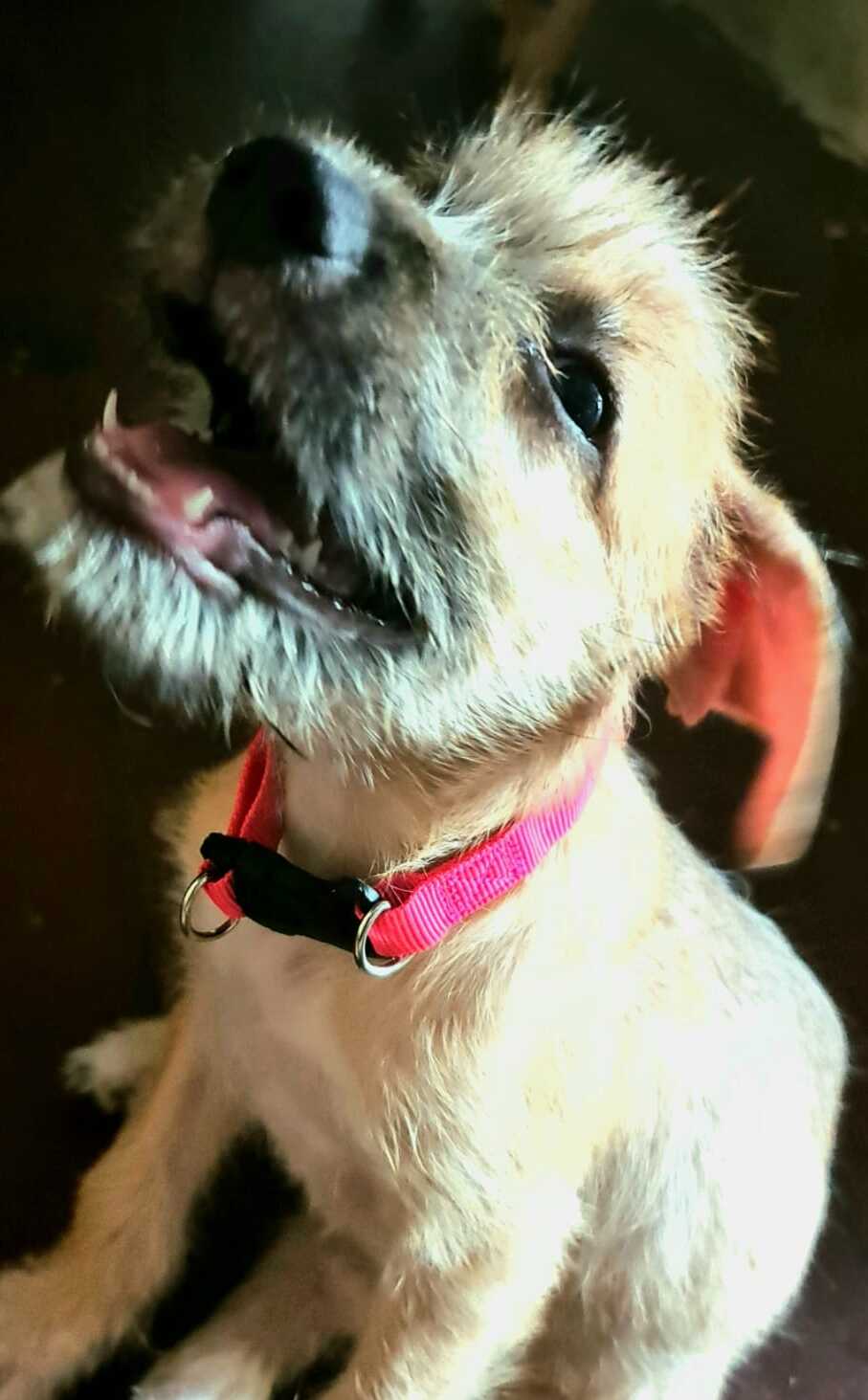 NALA LOPEZ MEZA | Kipets crematorio de mascotas