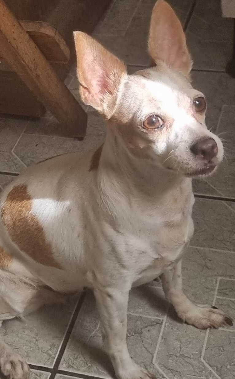 LILO RIVERA | Kipets crematorio de mascotas