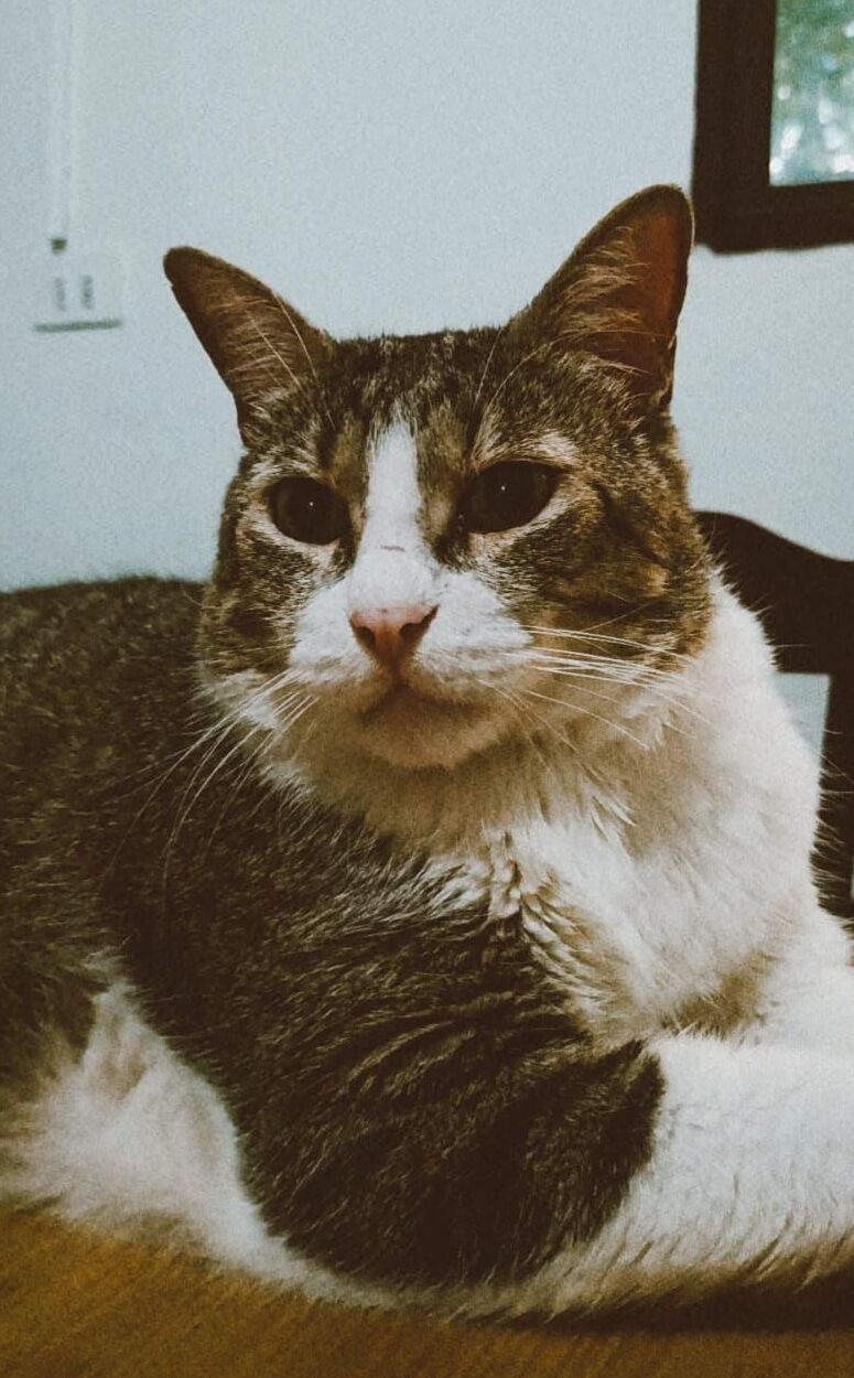 PEPA ALFARO GONZALEZ | Kipets crematorio de mascotas