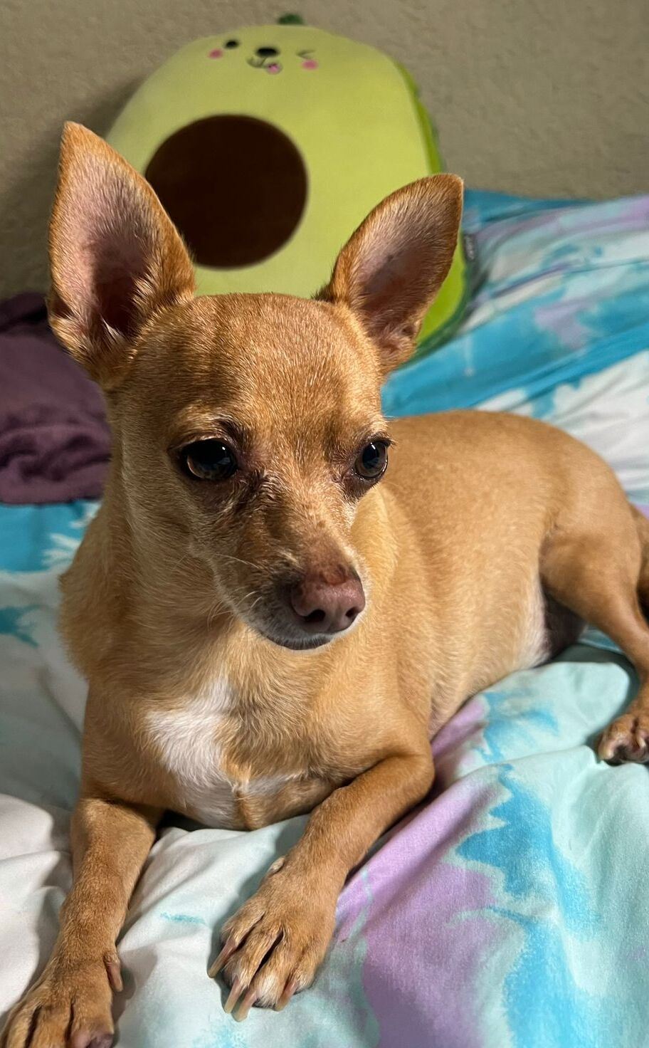 BOBBY FLORES | Kipets crematorio de mascotas